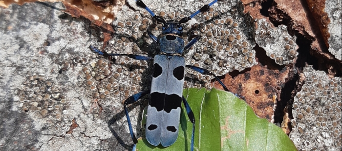 Los agentes de Protección de la Naturaleza estudian un insecto ...